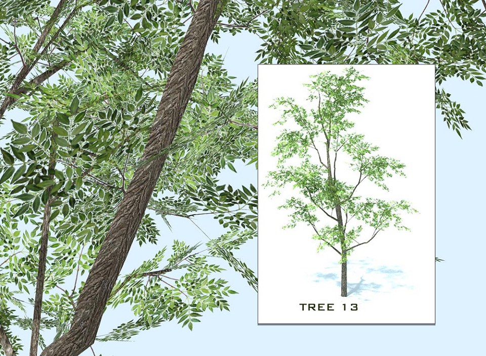SKETCHUP 3D TREES COLLECTION 2 - by Sketchup Texture - #60 ...
