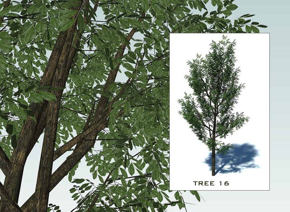 SKETCHUP 3D TREES COLLECTION 2 - by Sketchup Texture - #63 ...