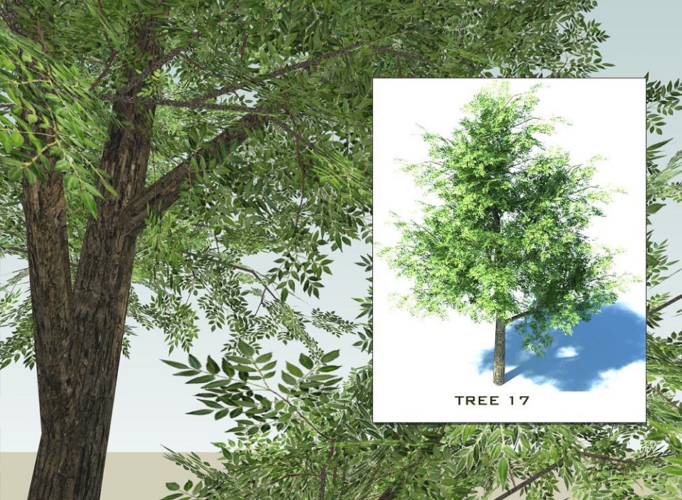 SKETCHUP 3D TREES COLLECTION 2 - by Sketchup Texture - #64 ...