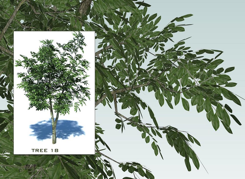 SKETCHUP 3D TREES COLLECTION 2 - by Sketchup Texture - #65 ...