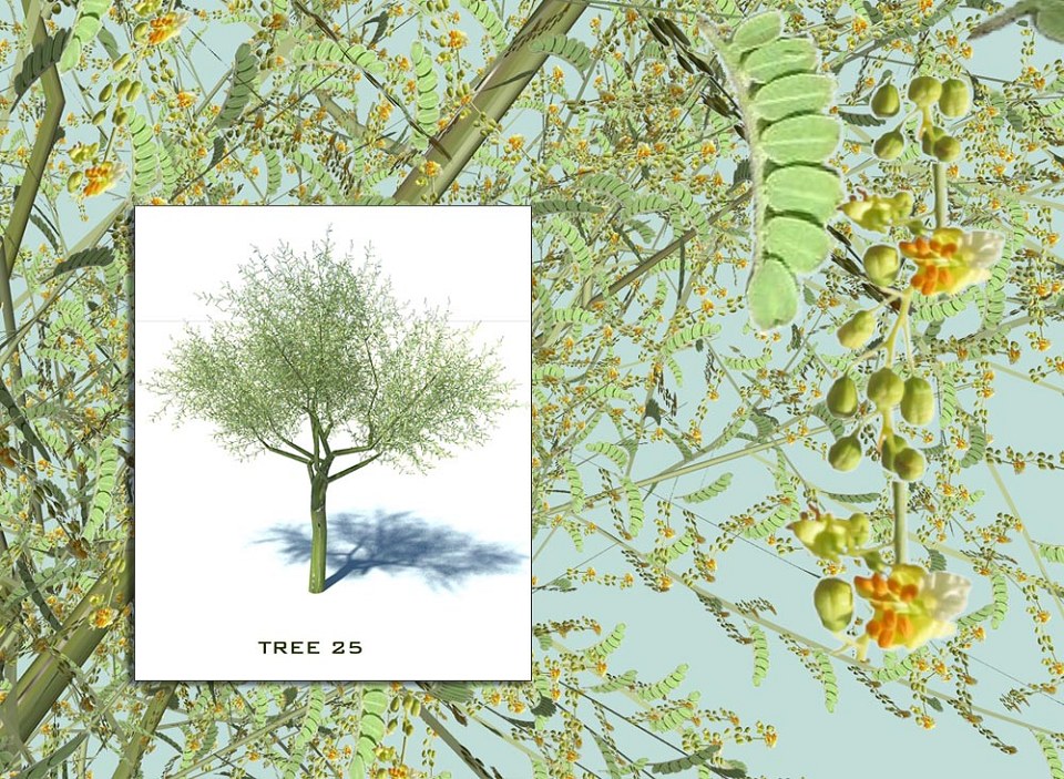 SKETCHUP 3D TREES COLLECTION 3 - by Sketchup Texture - #72 ...