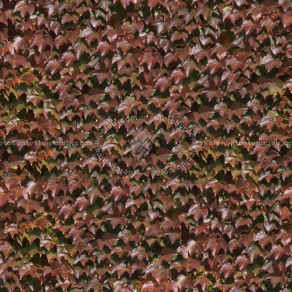 hedges textures seamless