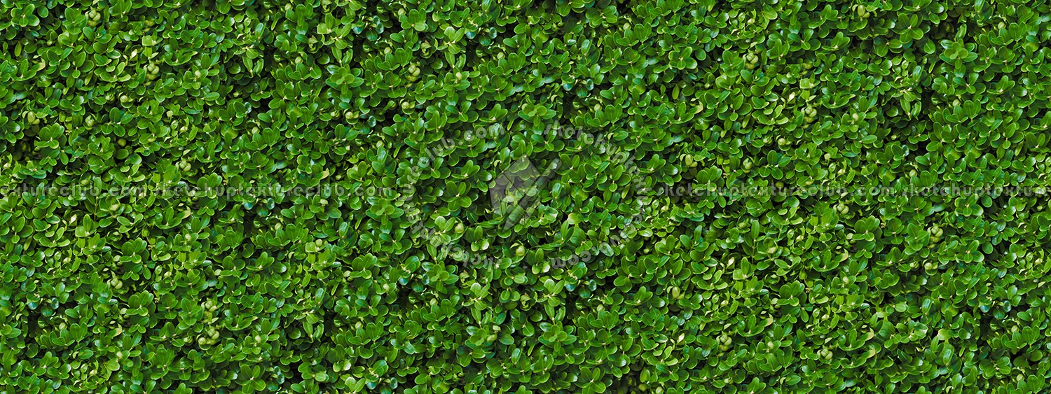 hedges textures seamless