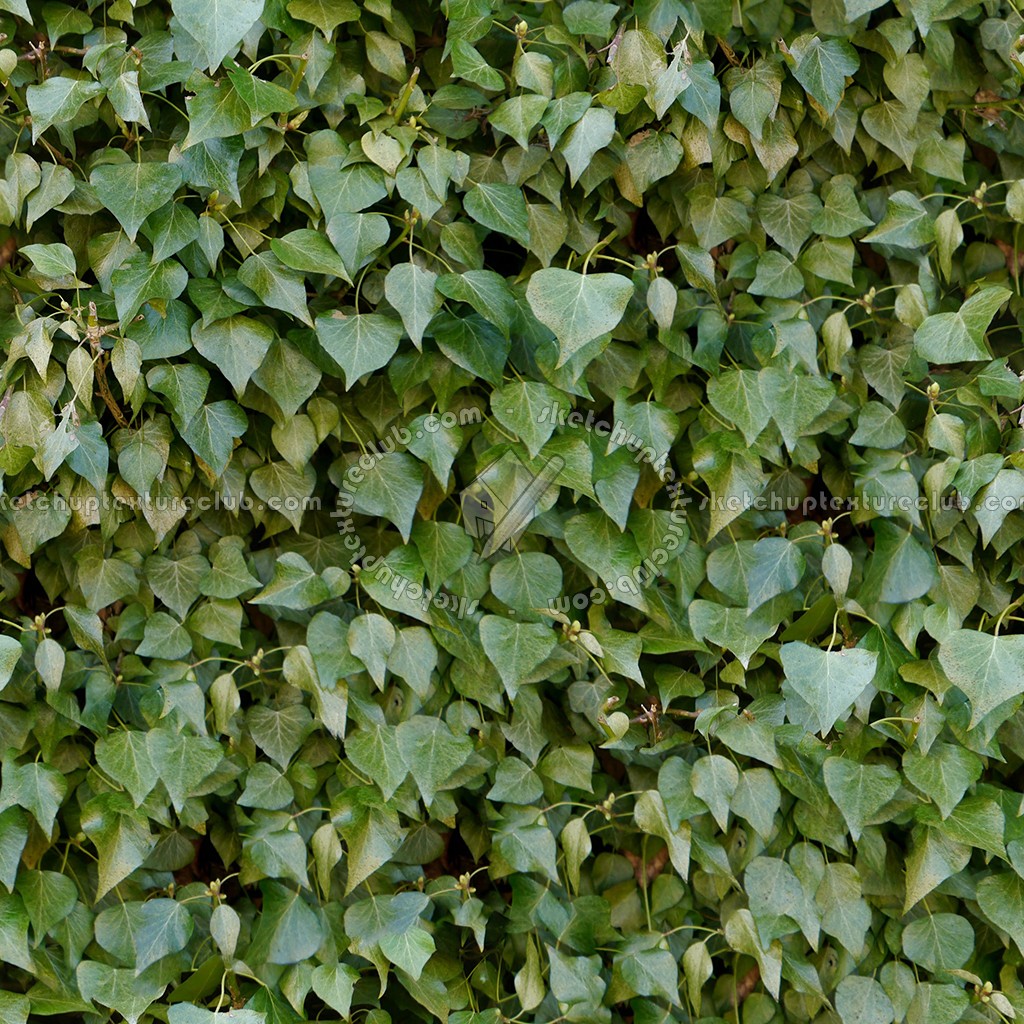hedges textures seamless