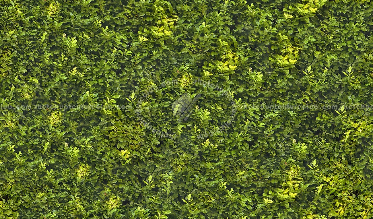 Green hedge texture seamless 17381