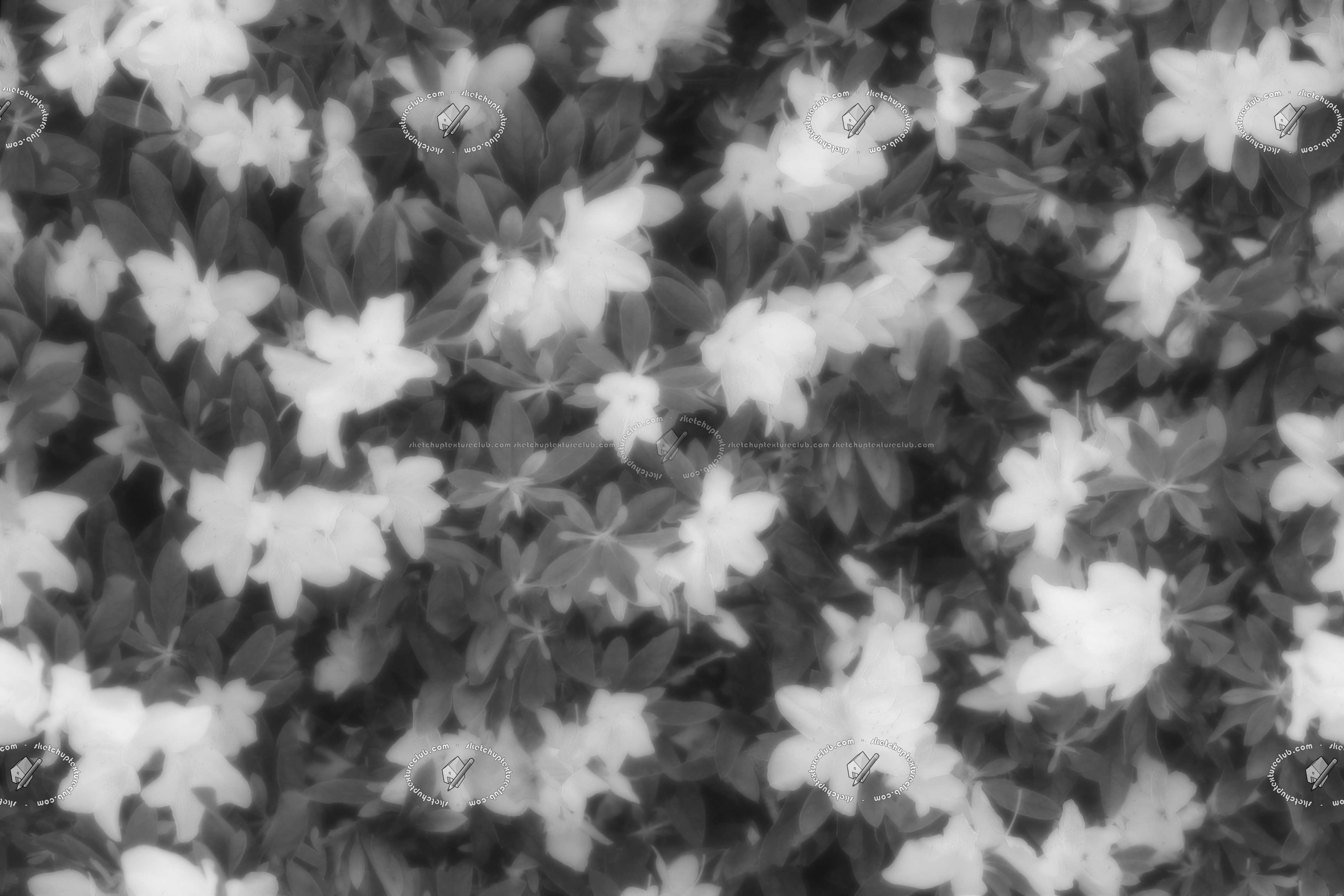 Hedge in bloom texture seamless 20653