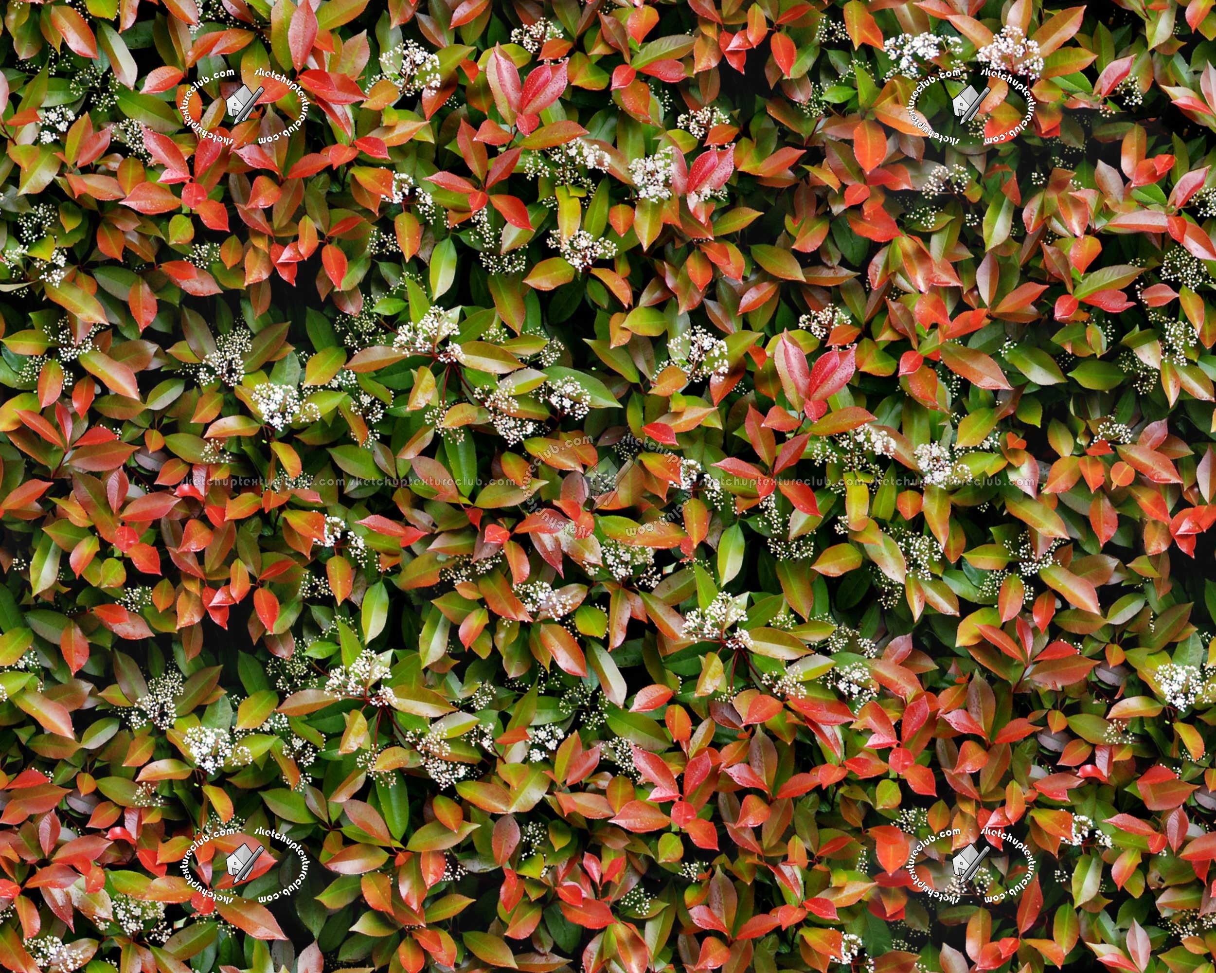 hedges textures seamless