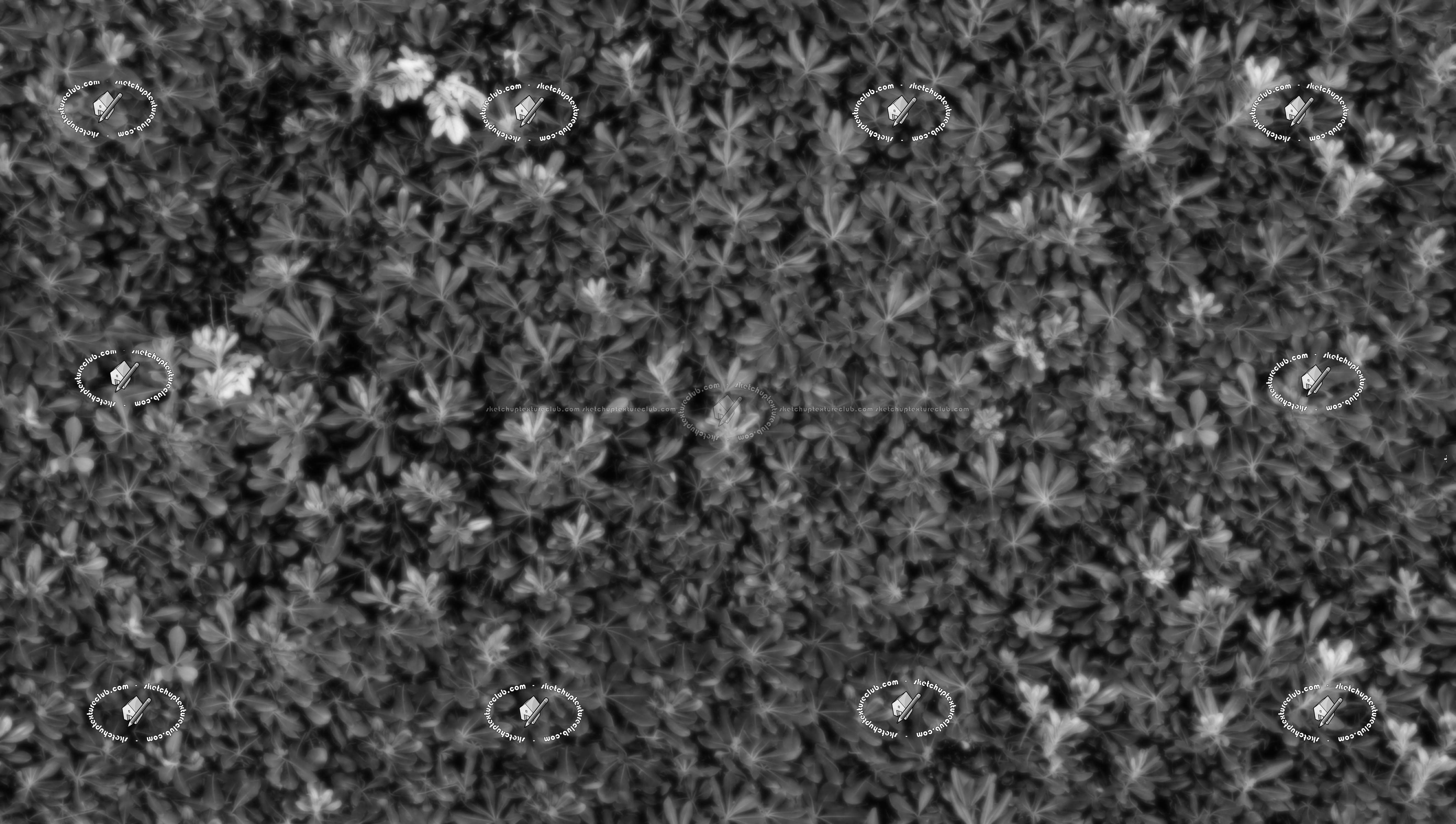 Green hedge texture seamless 20804