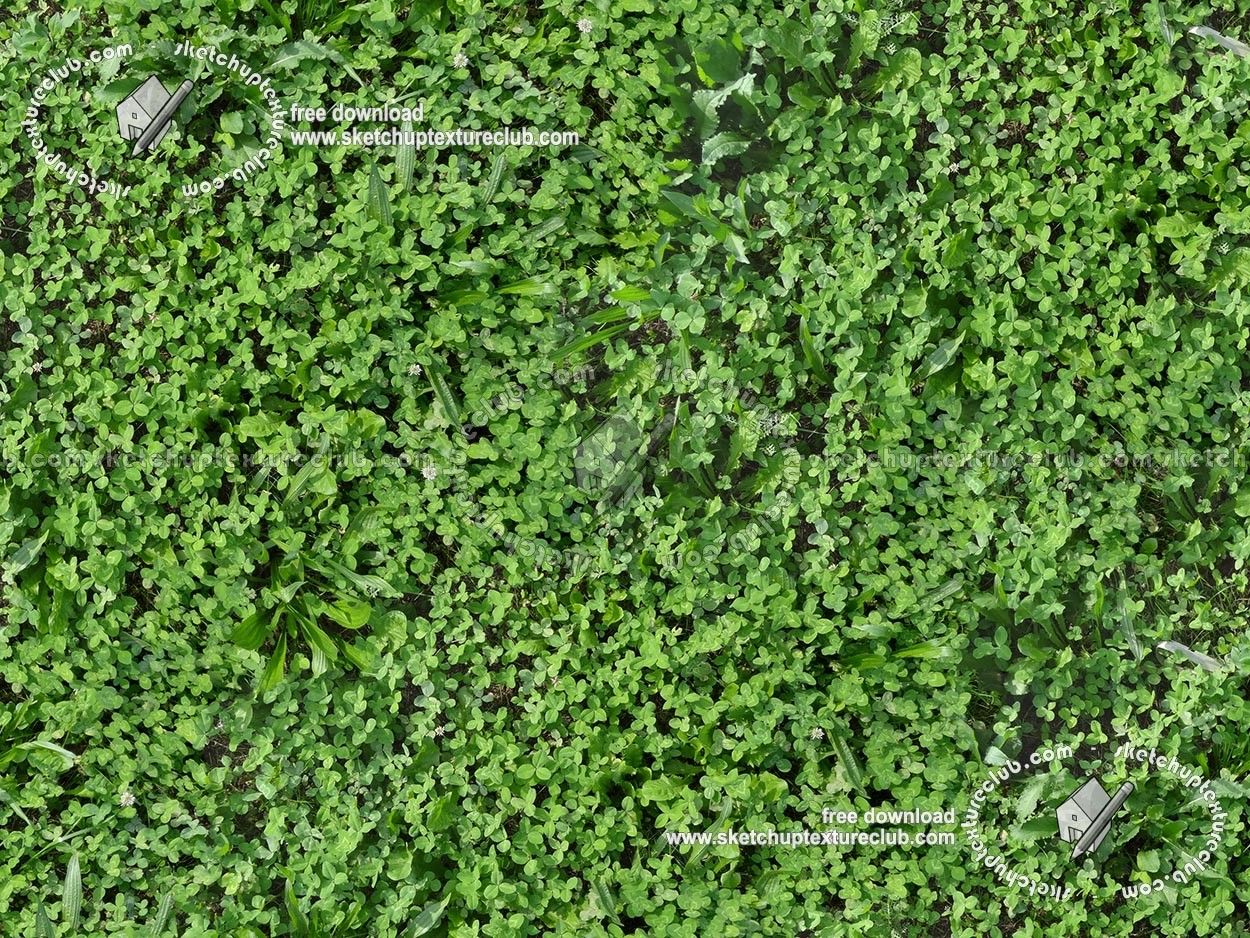 Mixed grass with clover texture seamless 18245
