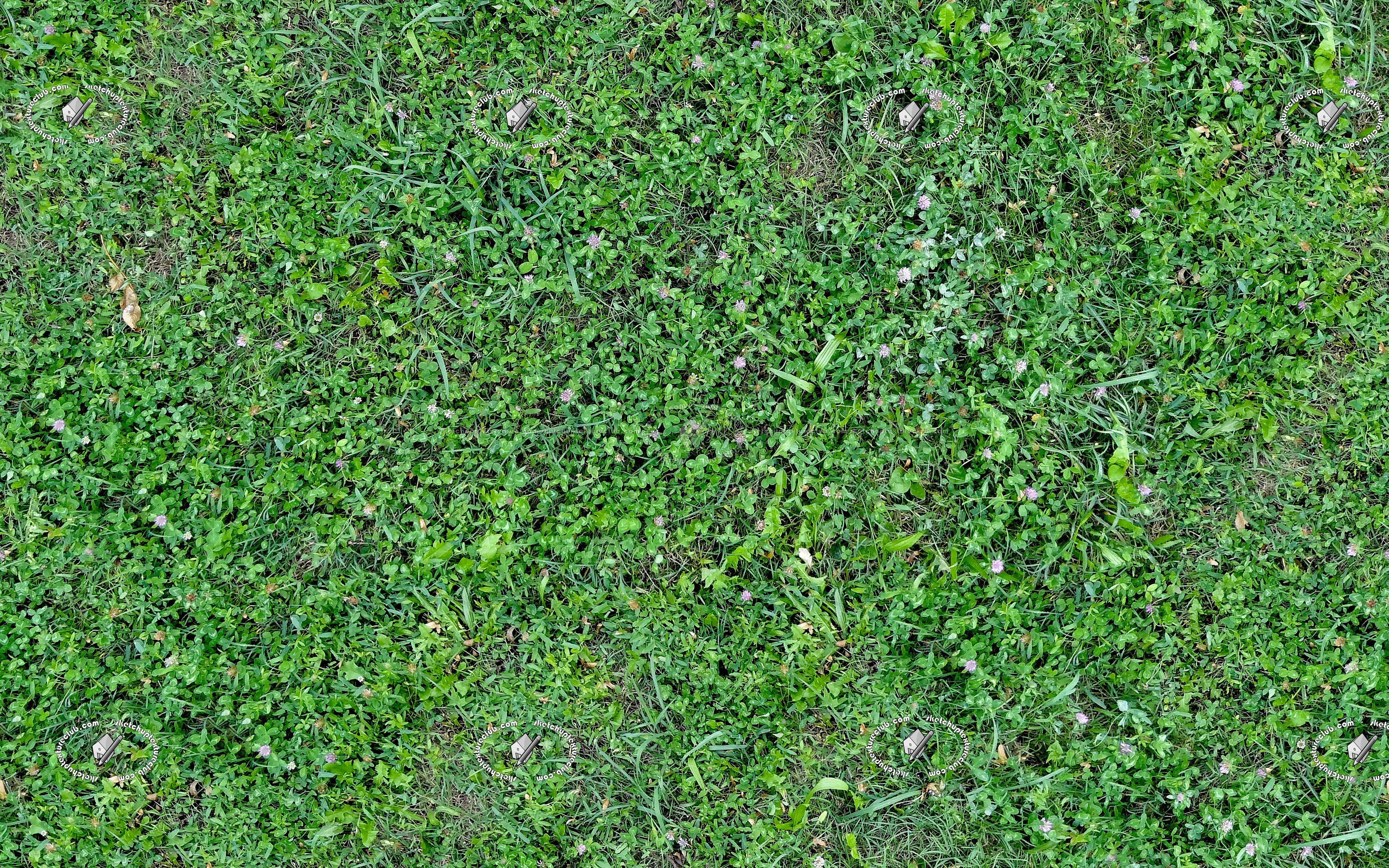 Wild Grass Texture