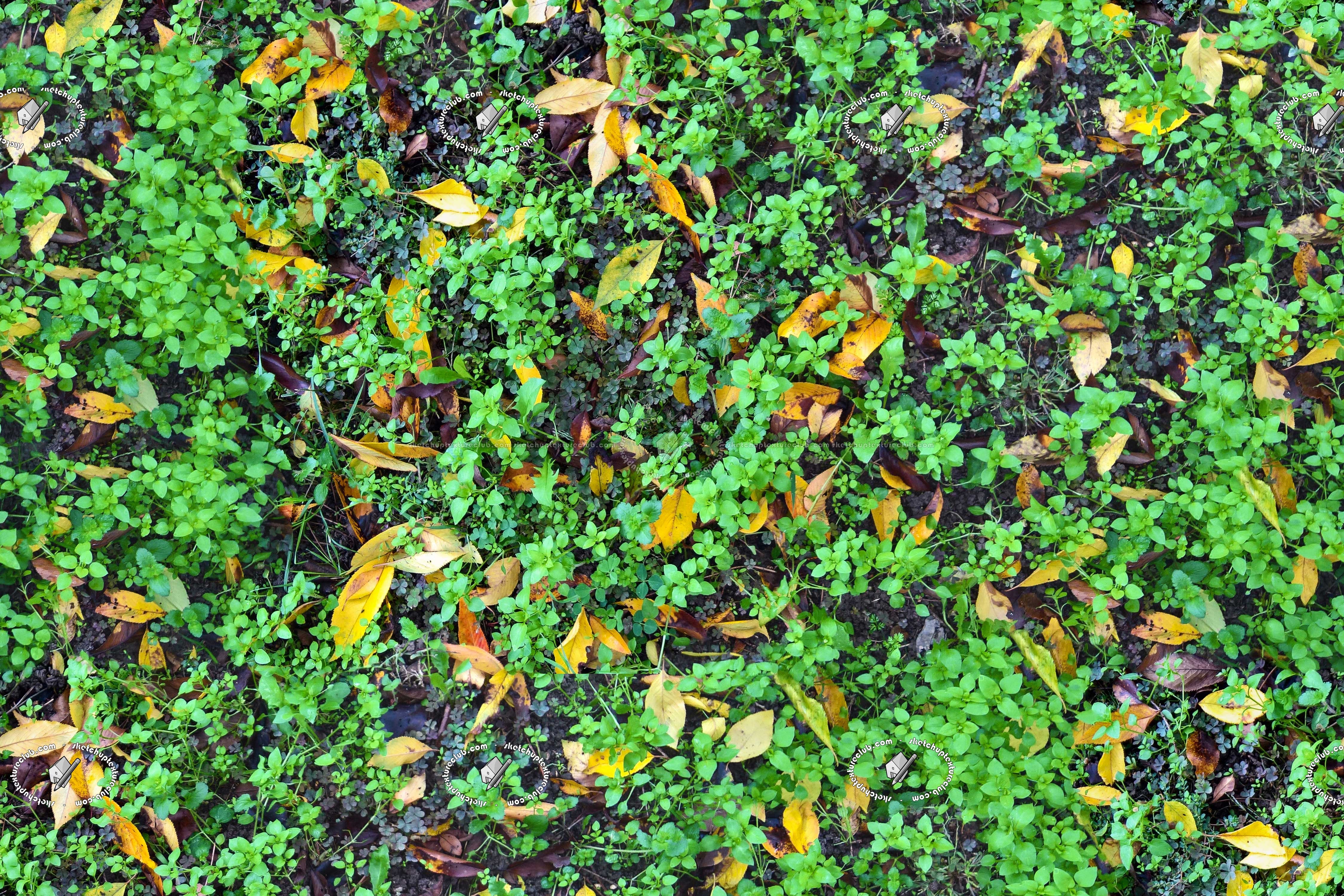 Understory grass texture seamless 20655