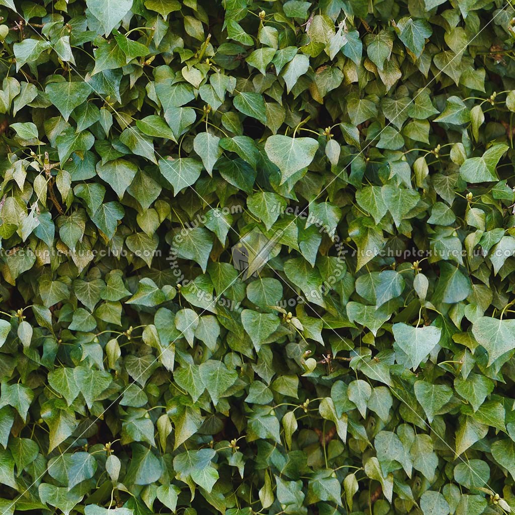 Ivy Vine Texture