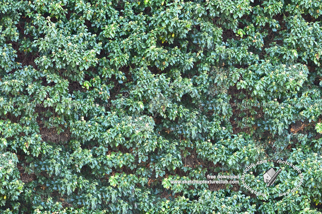 Creeper wild texture seamless 18340