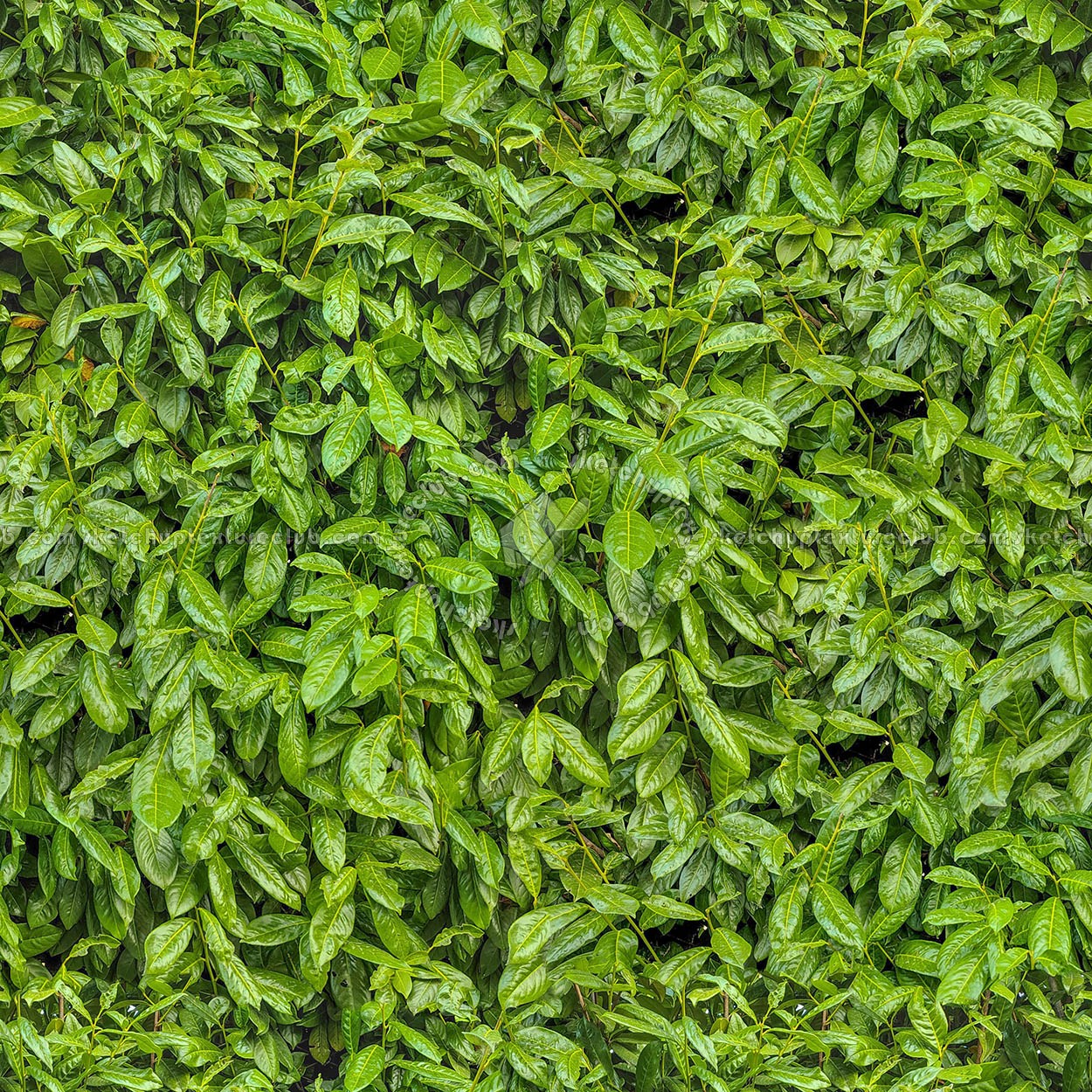 hedges textures seamless