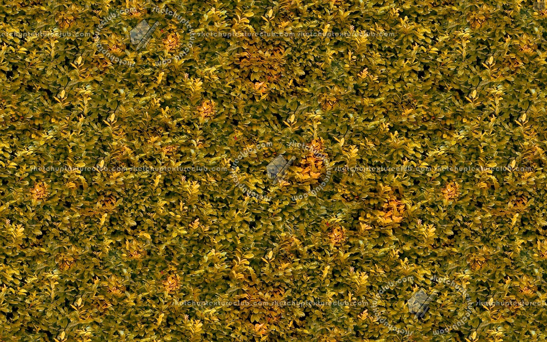 Autumn hedge texture seamless 17382