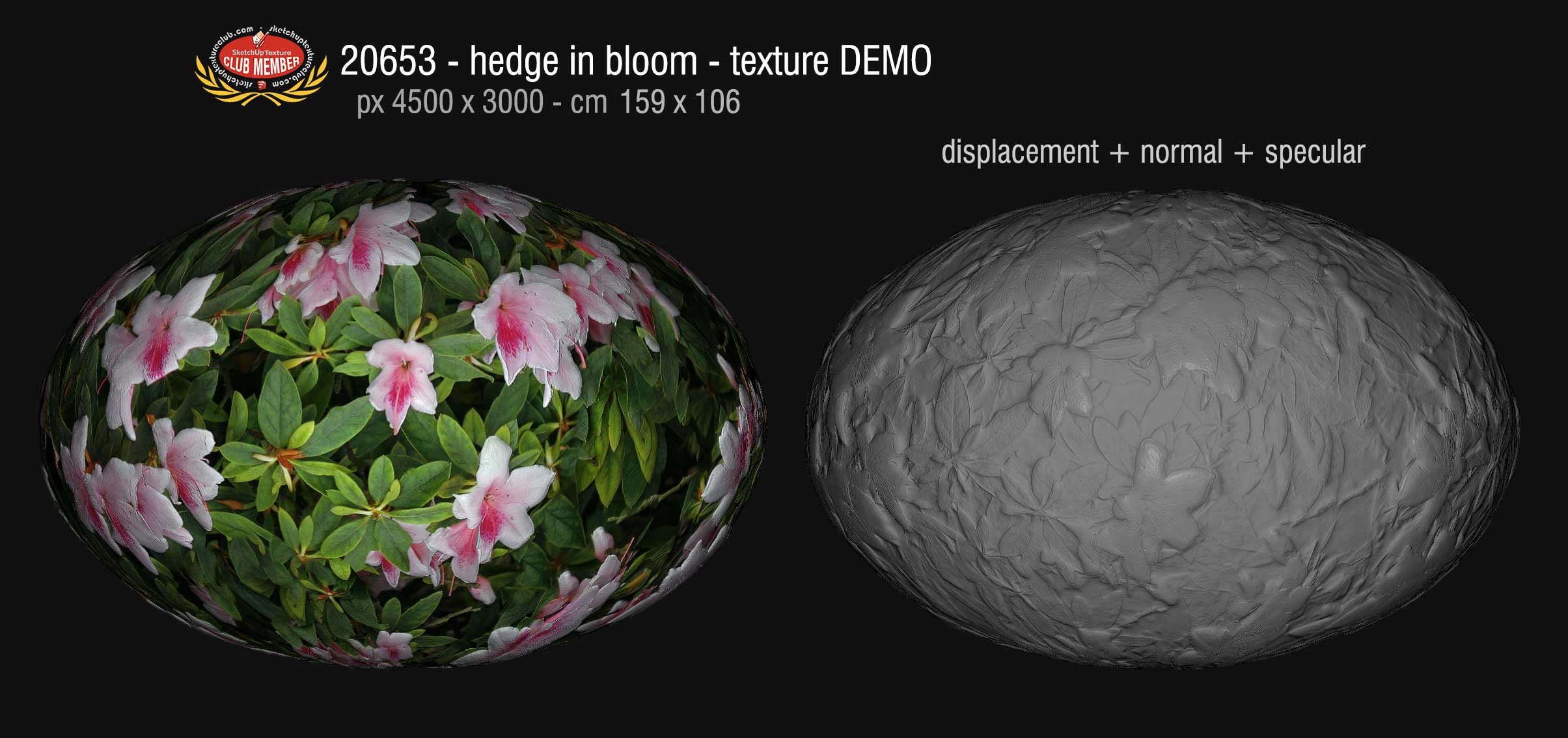 Hedge in bloom texture seamless 20653