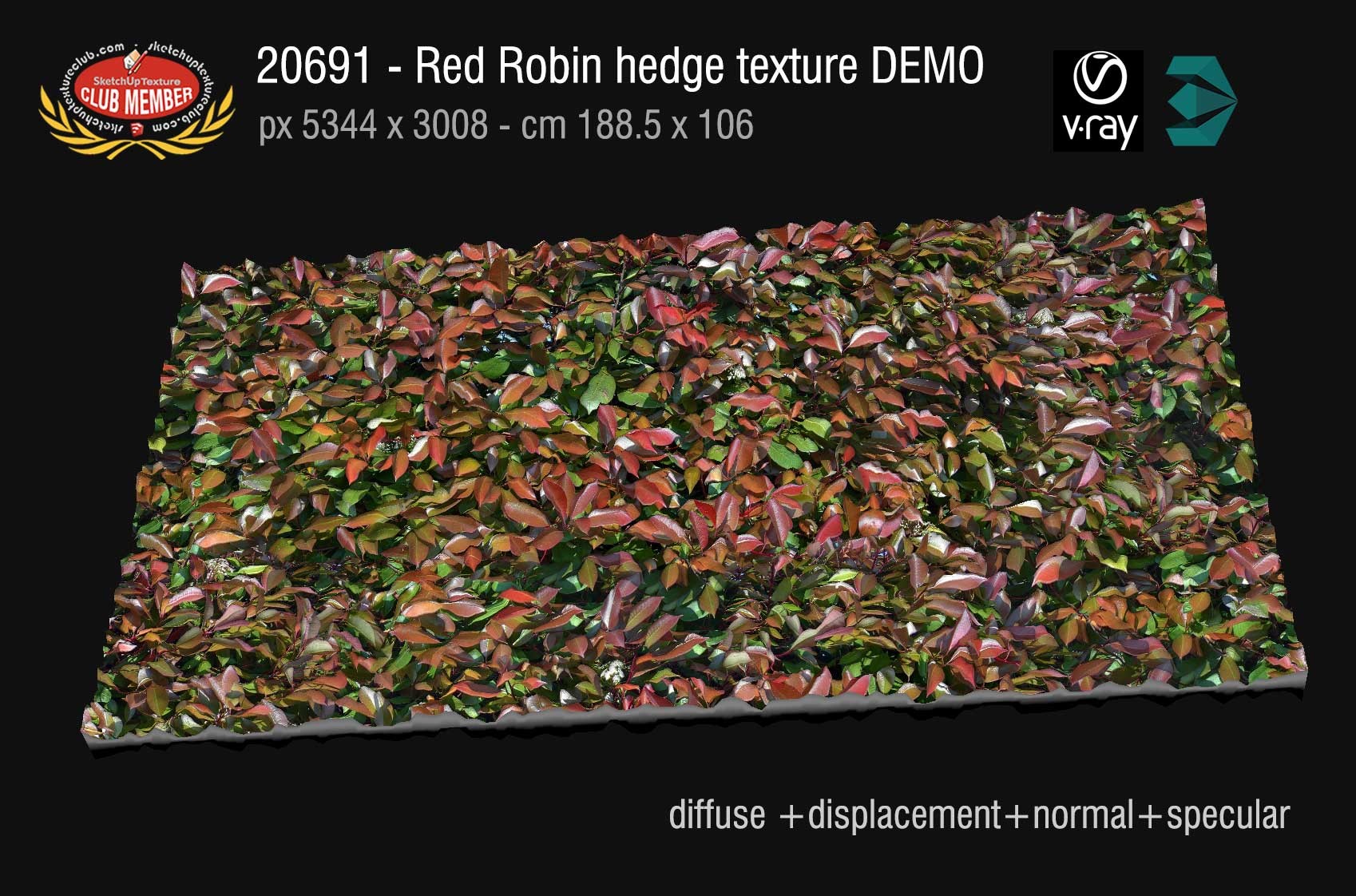 Red robin hedge texture seamless 20691