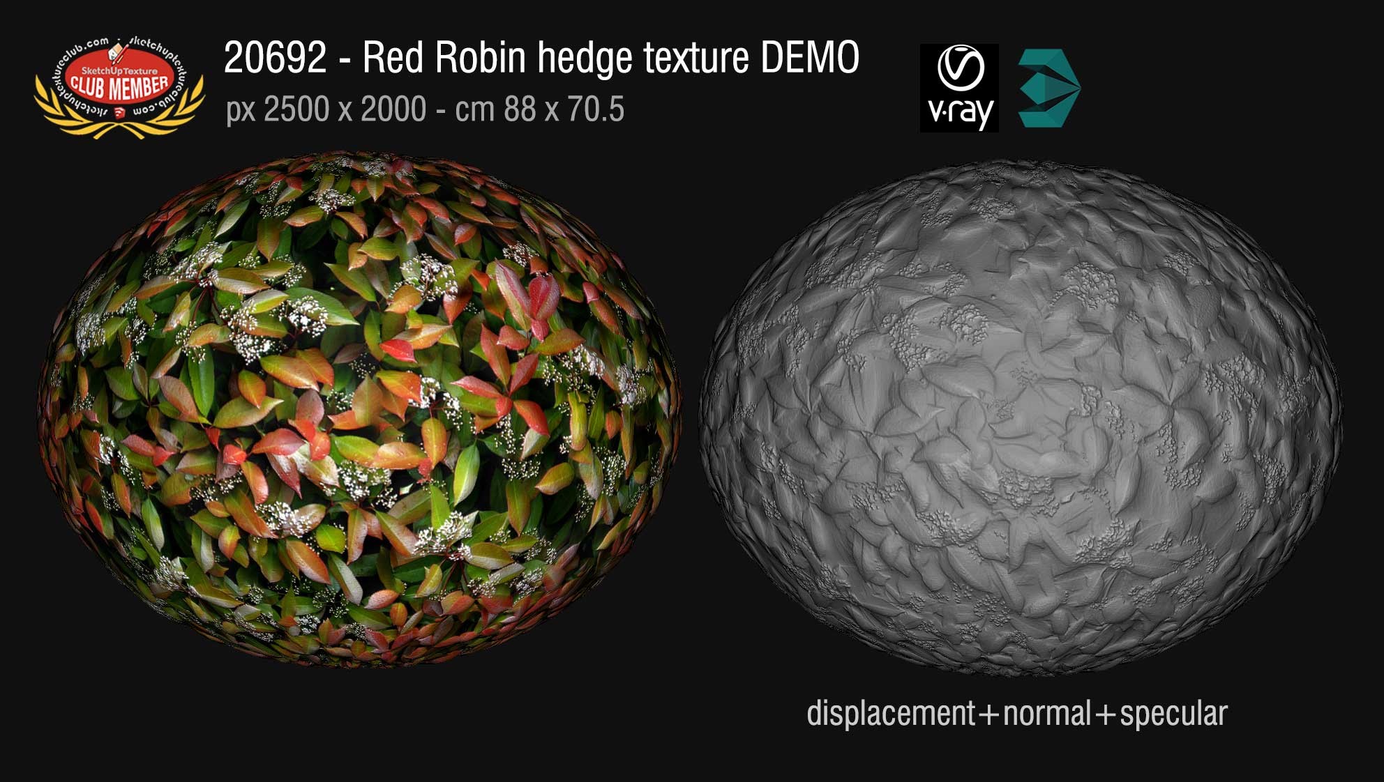 Red robin hedge texture seamless 20692