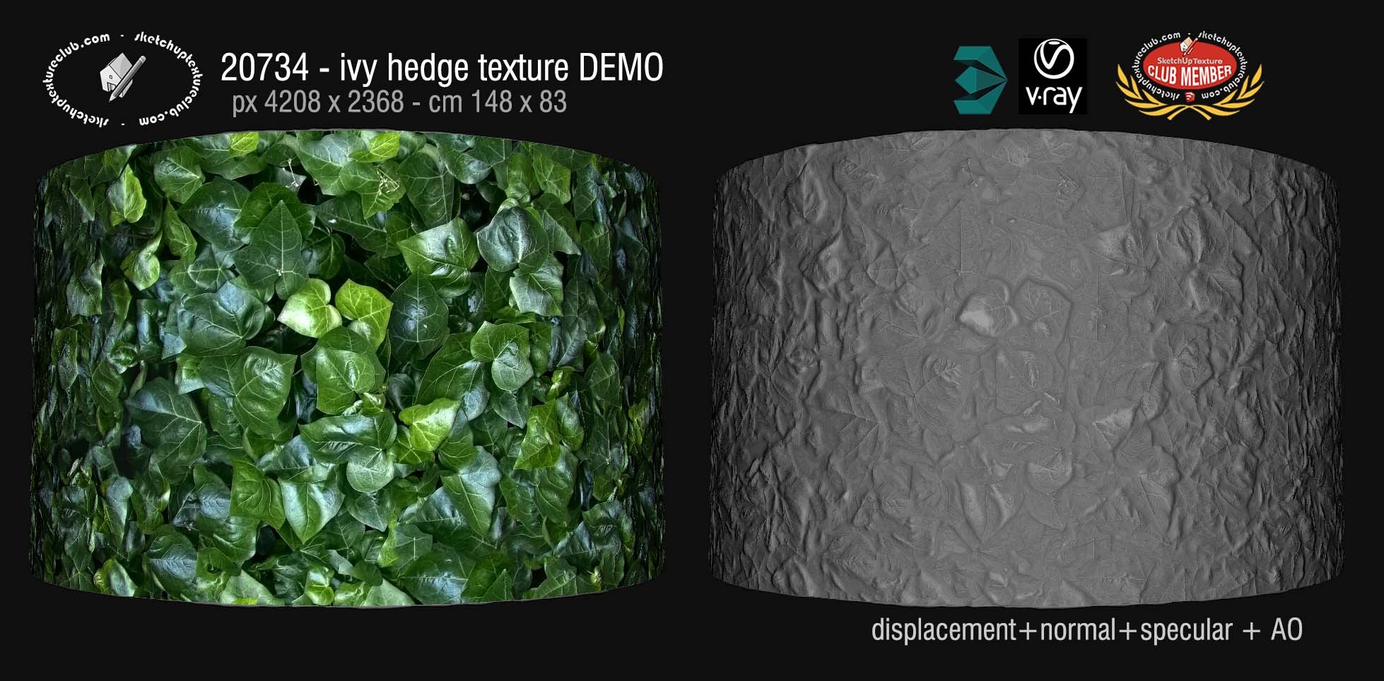 Ivy hedge texture seamless 20734