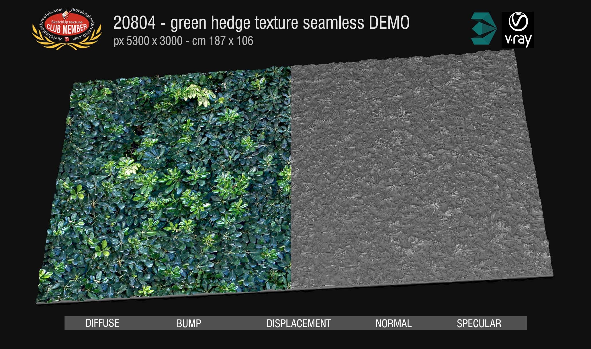 Green hedge texture seamless 20804