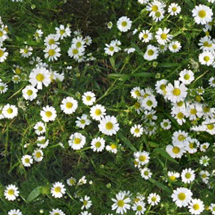 Flowery meadow texture seamless 12966