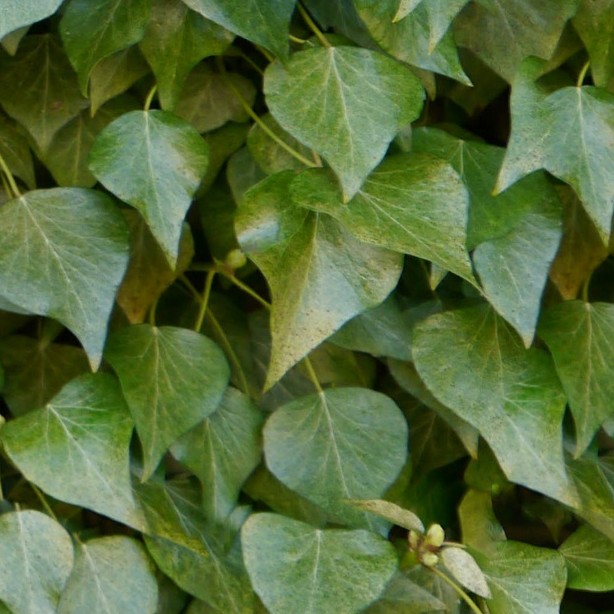 Ivy hedge texture seamless 13115