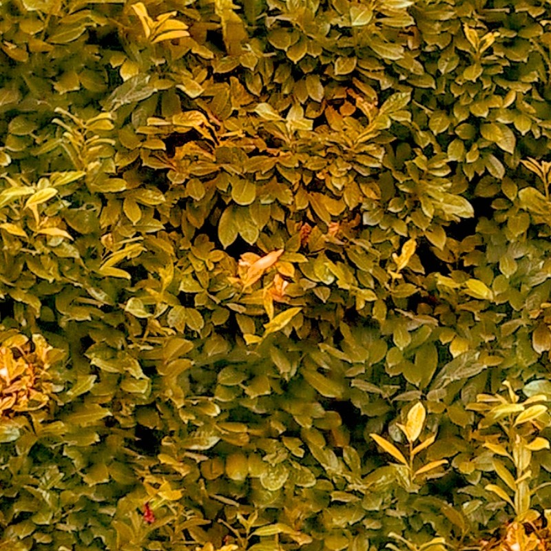Autumn hedge texture seamless 17382