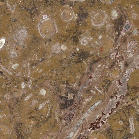 Slab marble fossil brown texture seamless 02031