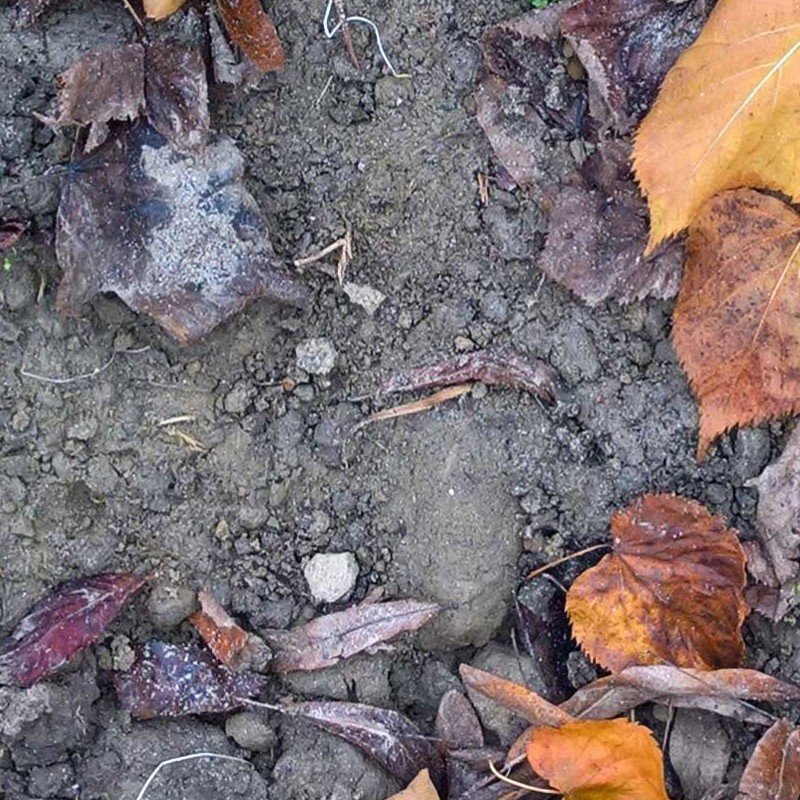 Ground with dead leaves texture seamless 20525