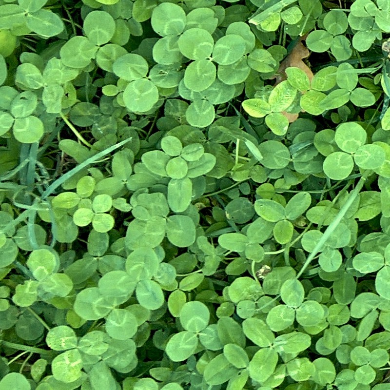 Clover grass texture seamless 18207