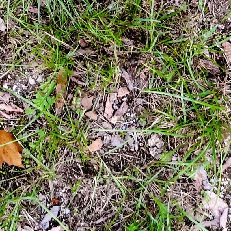 Wild grass texture seamless 19525