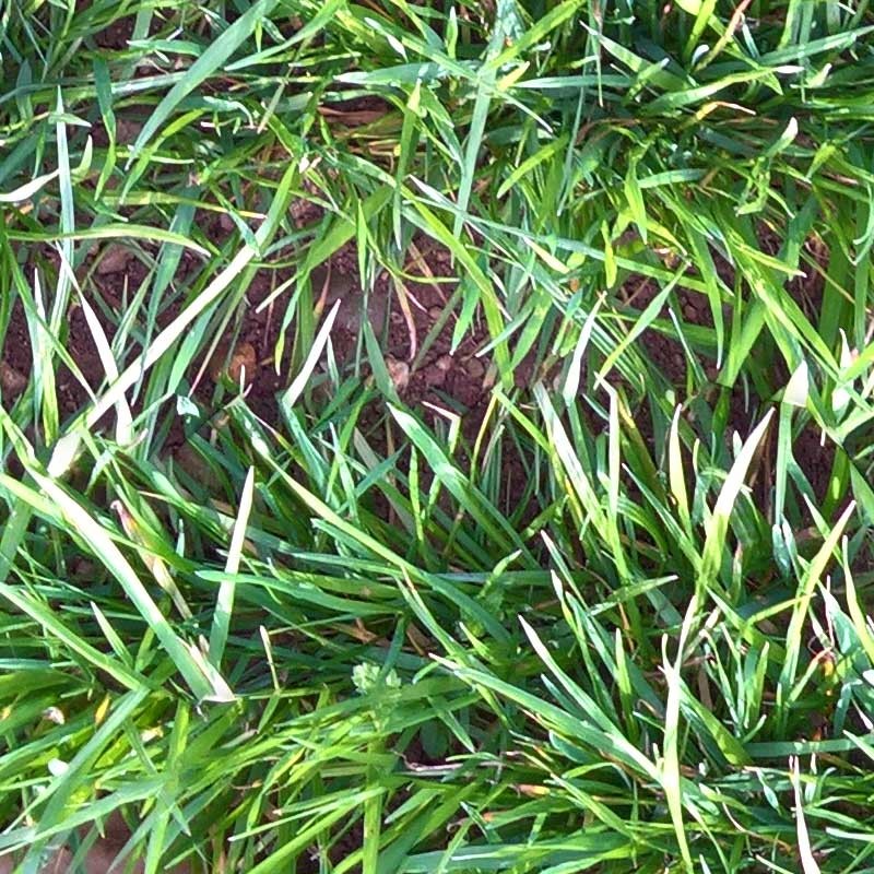 Green grass texture seamless 20771